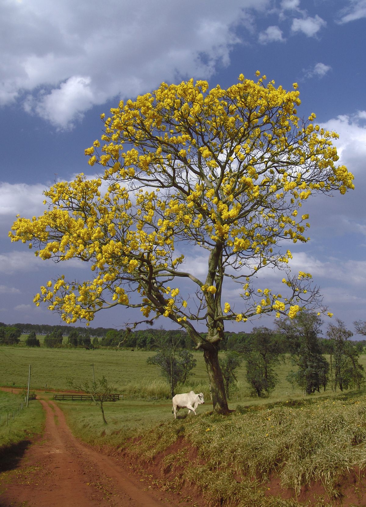 Tabebuia chrysantha - La Venciclopedia